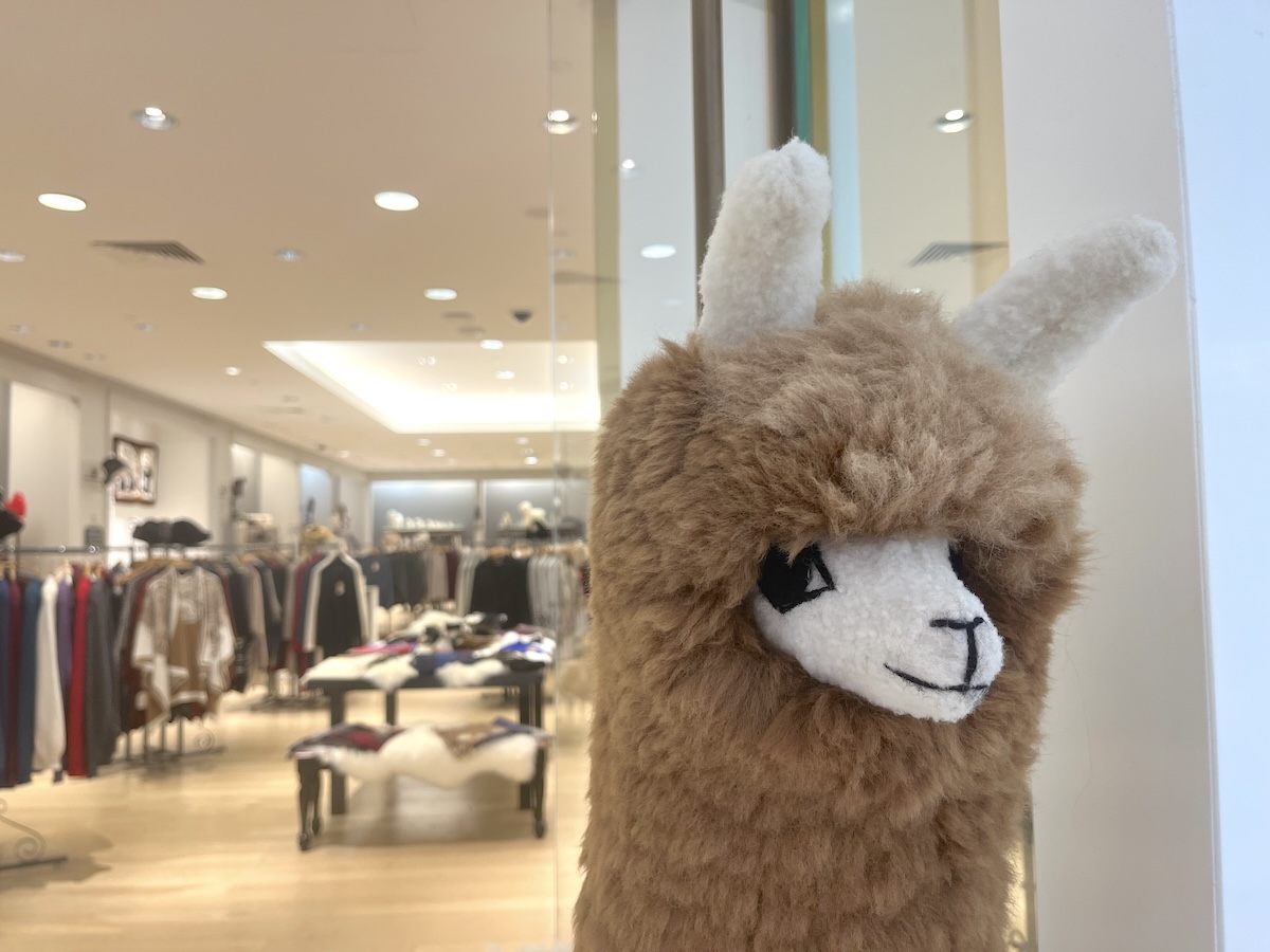 The alpacas are back - Store Reporter